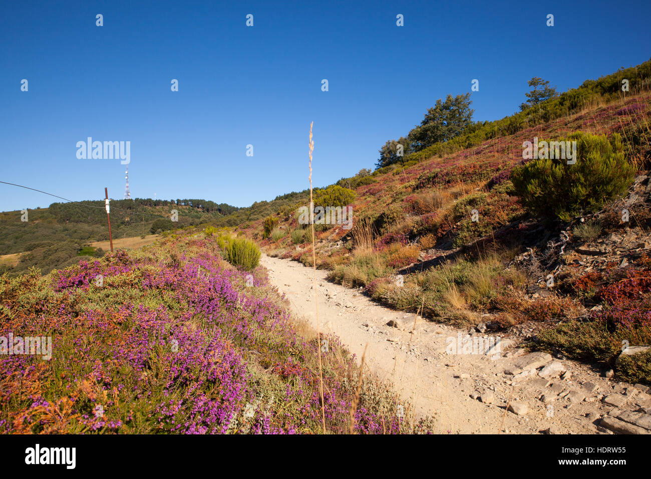 Heather flowers in the spanish countryside at sunrise Stock Photo - Alamy