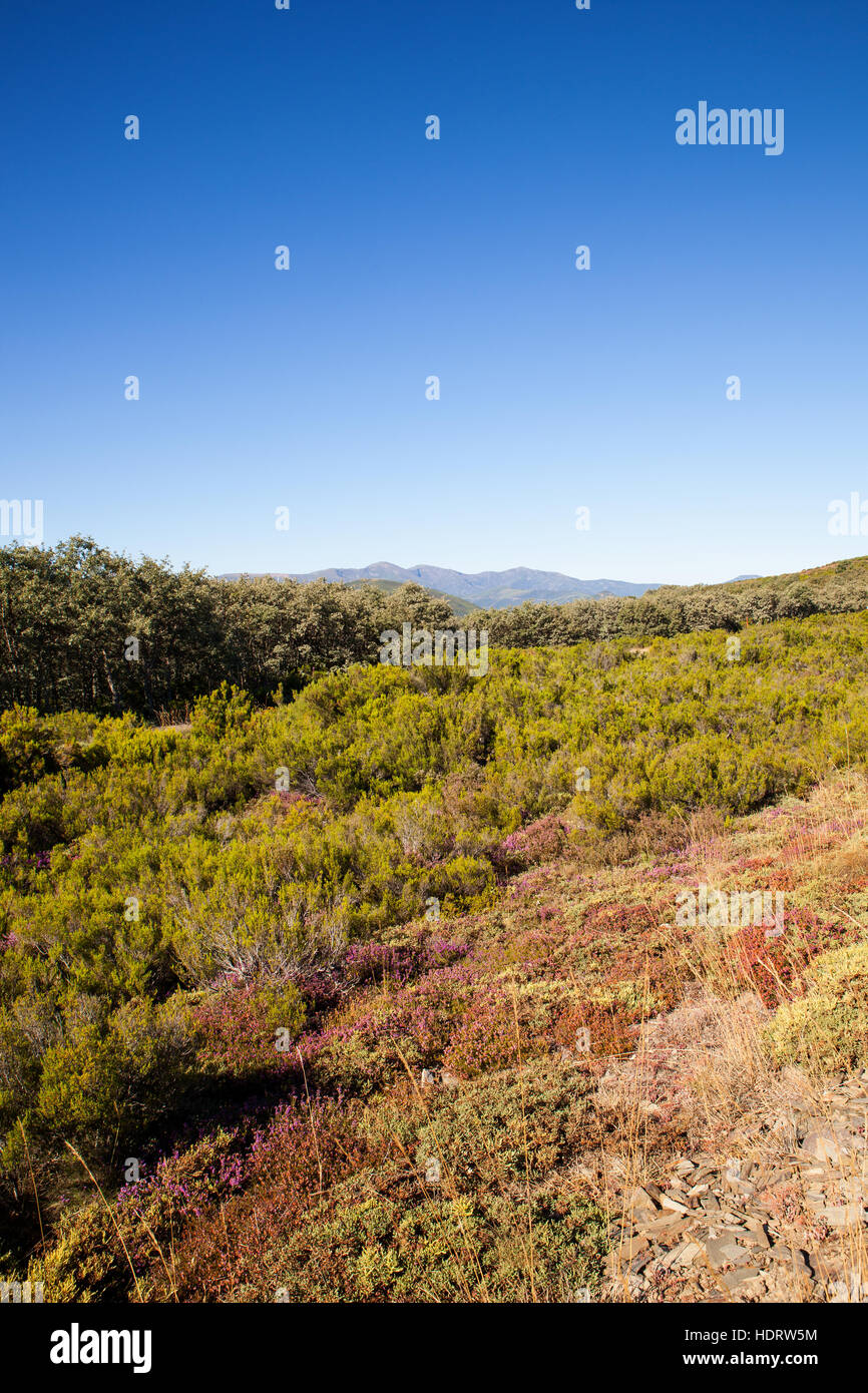 Bushesh hi-res stock photography and images - Alamy