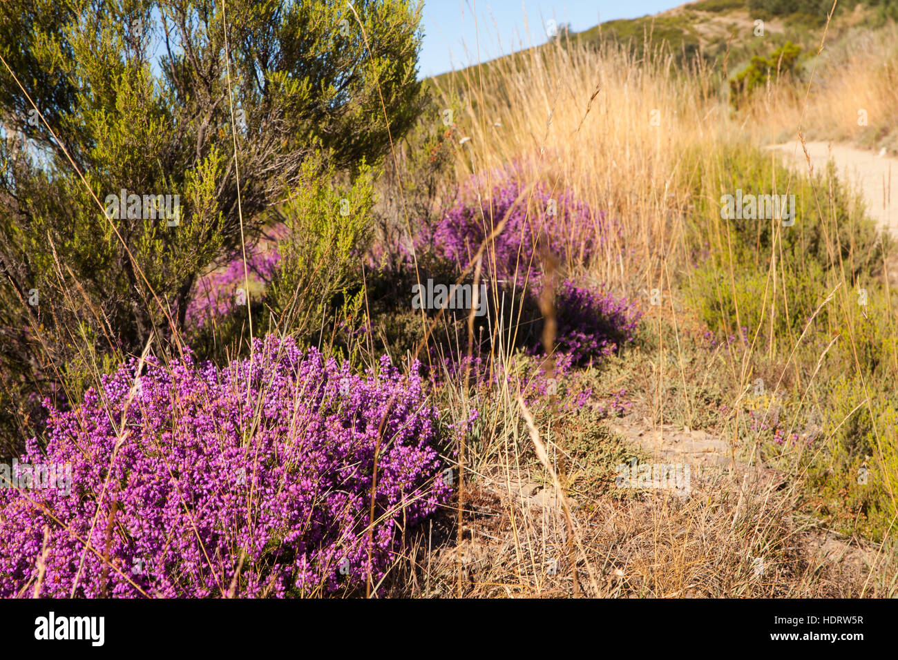 Spain heather flowers flower hi-res stock photography and images - Alamy