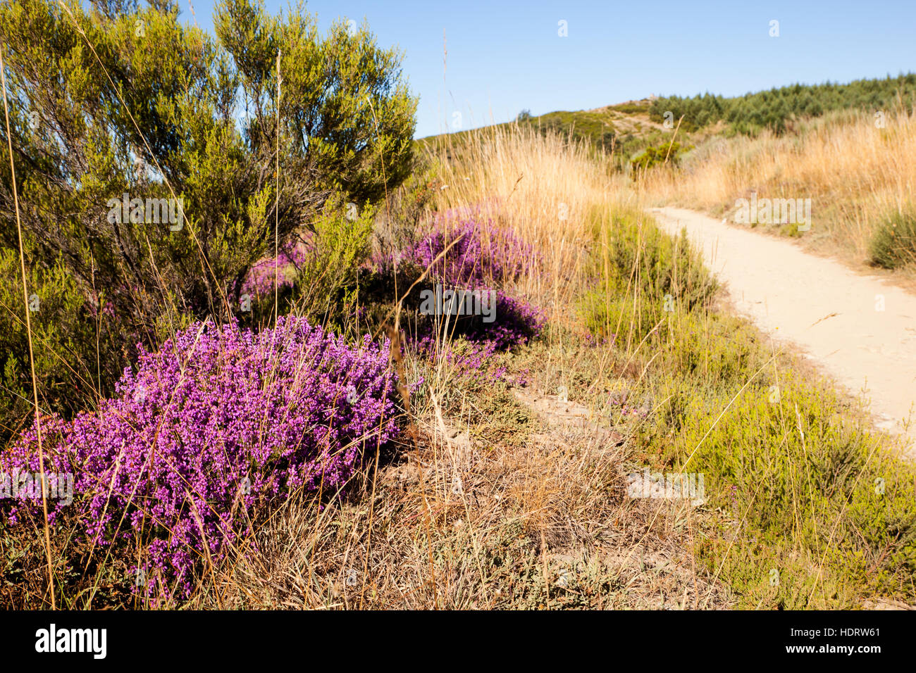 Spain heather flowers flower hi-res stock photography and images - Alamy