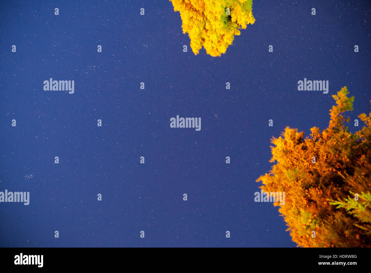 Night view of trees on stellar sky Stock Photo - Alamy