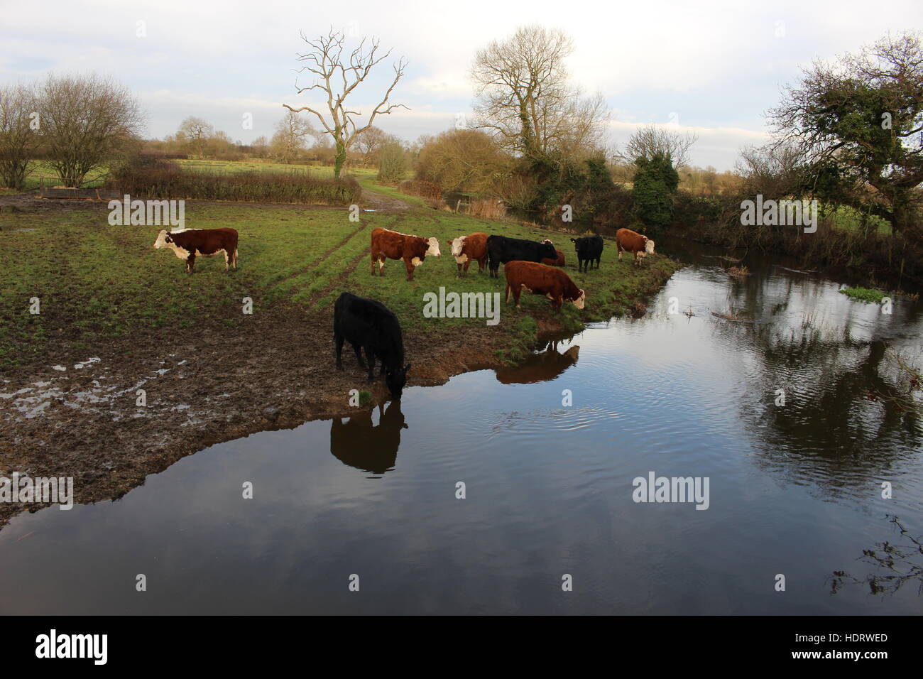 Cattle drinking river hi-res stock photography and images - Alamy