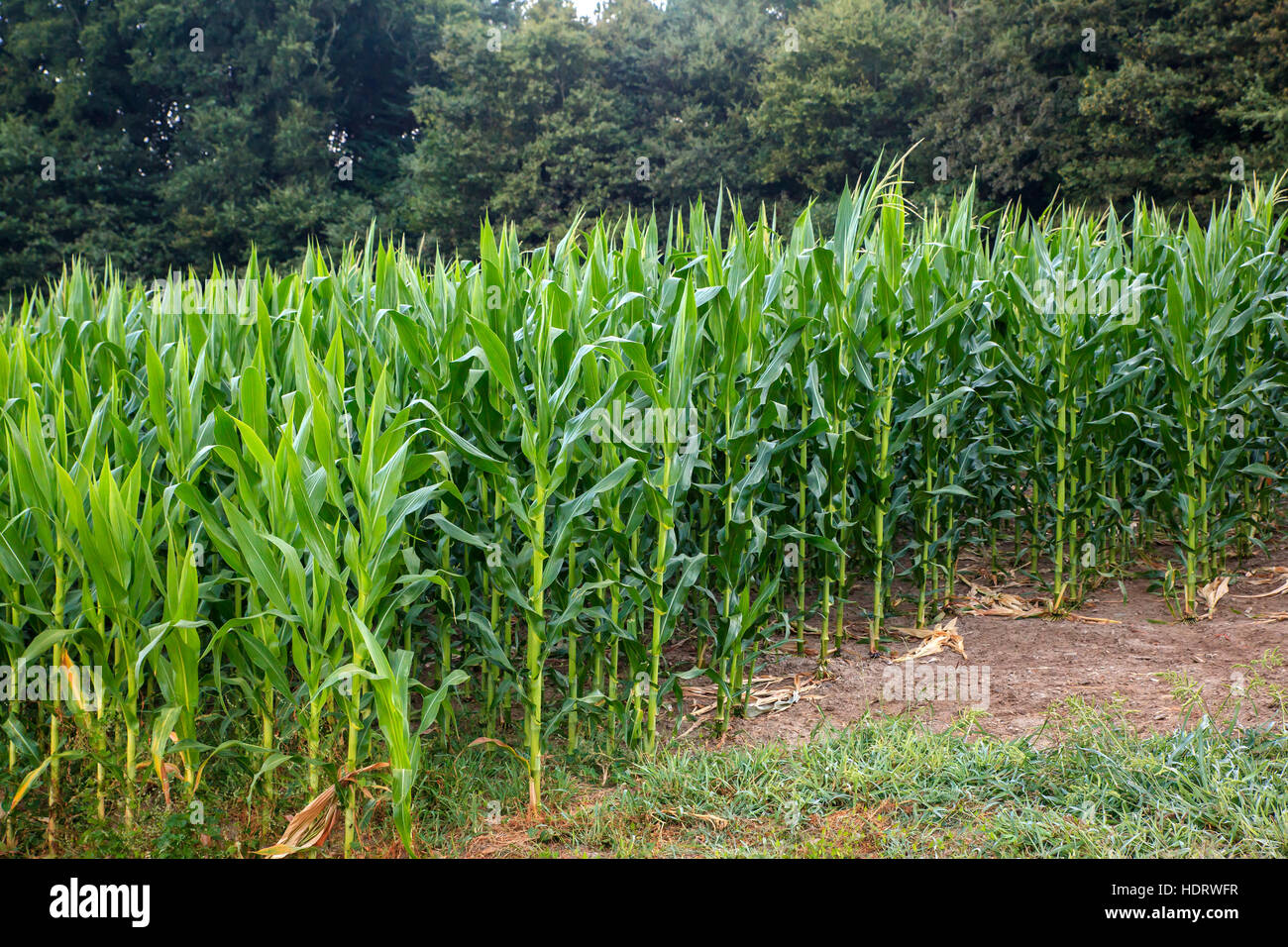 View of green cornfield in the morning Stock Photo - Alamy
