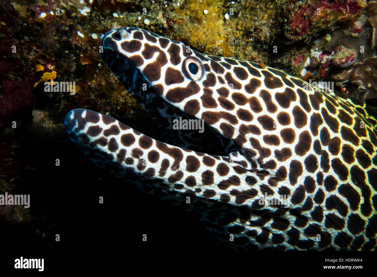 Underwater photography of moray eel in Maldives, Indian ocean Stock ...