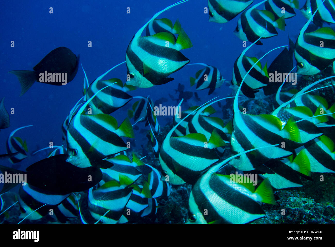 Underwater photography, school of colorful fish in Maldives, Indian ...