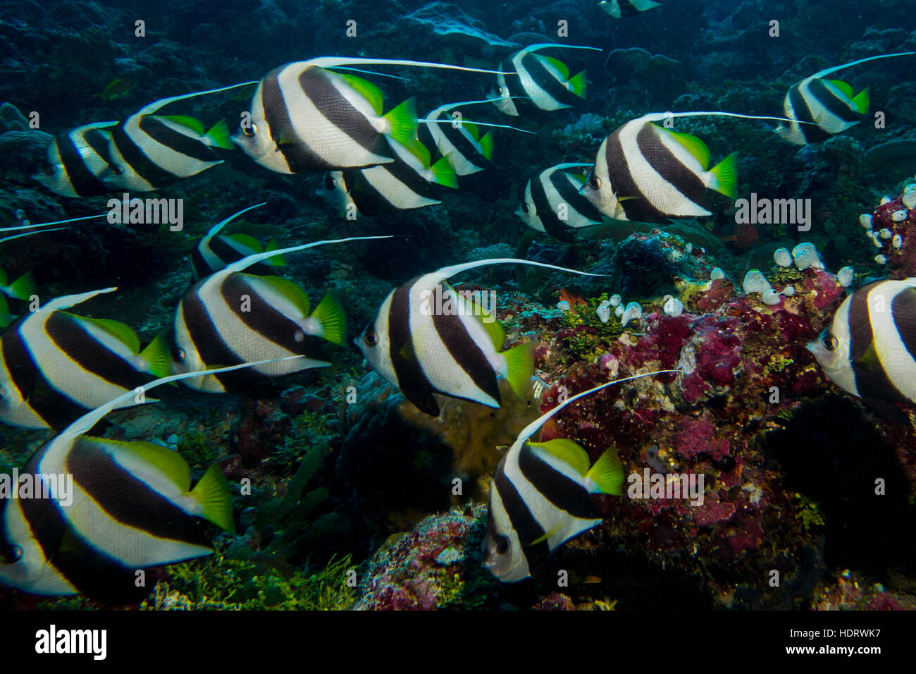 Underwater photography, school of colorful fish in Maldives, Indian ...
