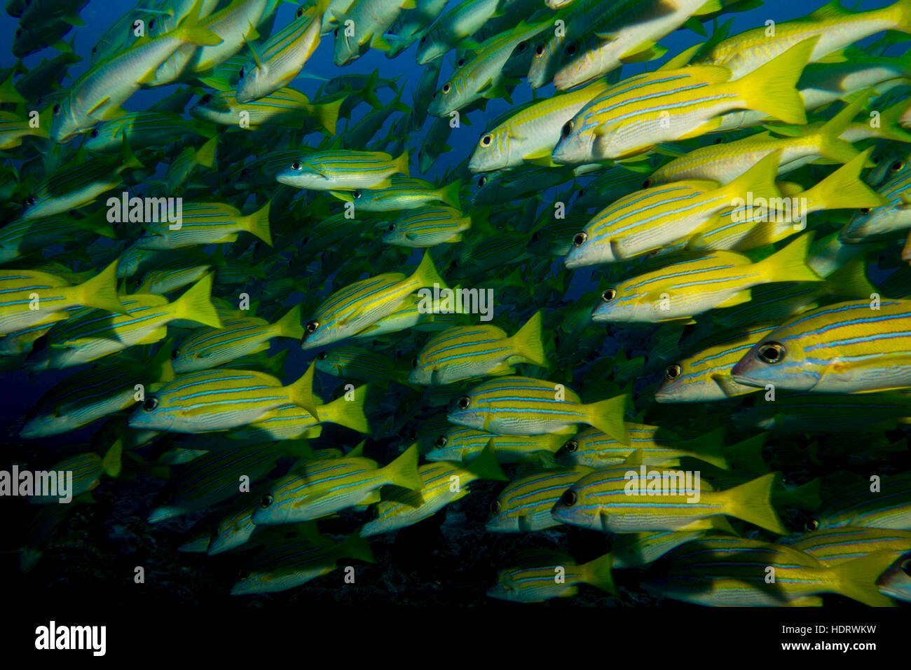 Underwater photography, school of colorful fish in Maldives, Indian ...