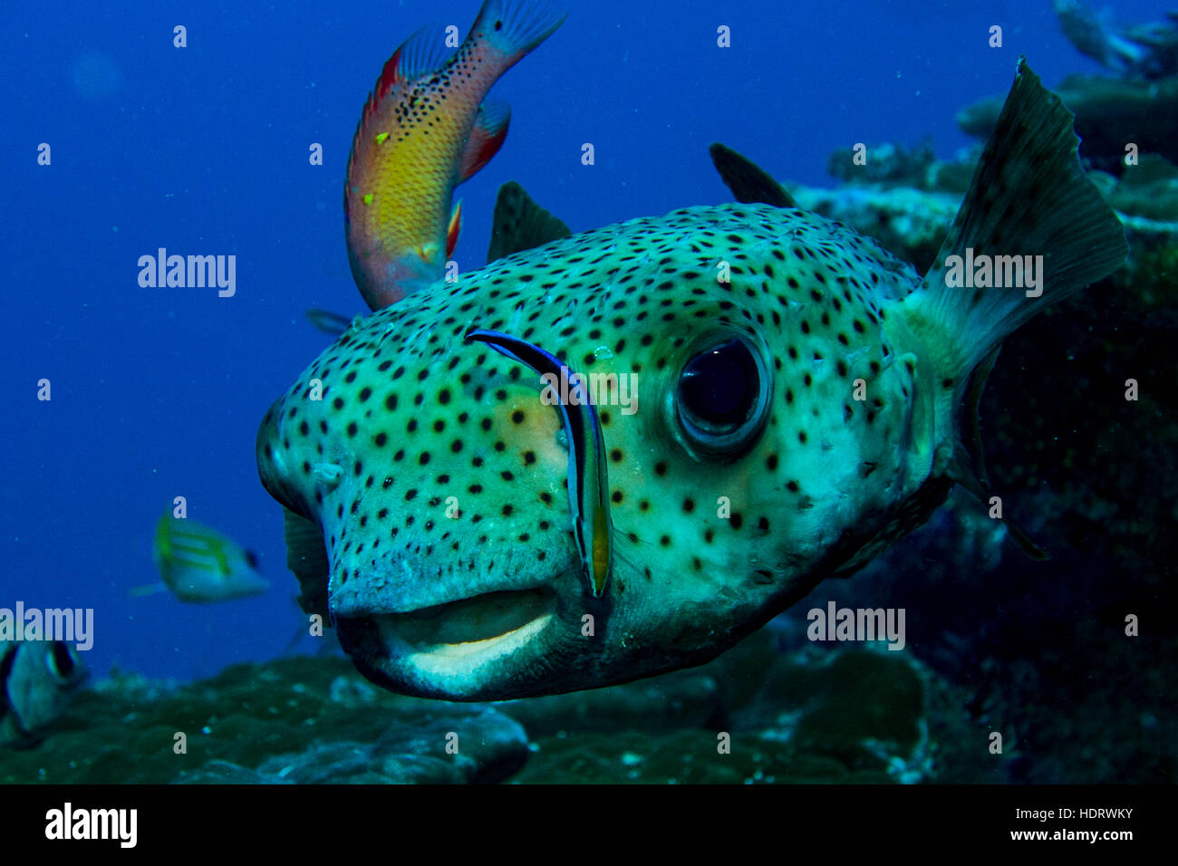 Underwater photography of porcupine puffer fish in Maldives, Indian ...