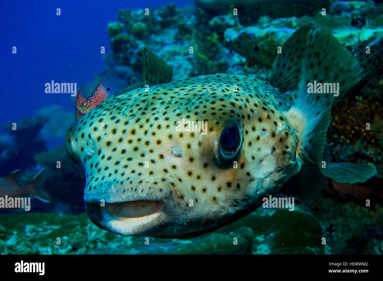 Porcupine Puffer Fish High Resolution Stock Photography and Images - Alamy