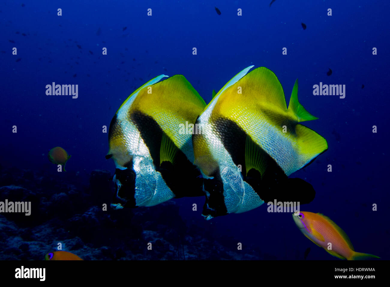Underwater photography of butterfly fish in Maldives, Indian ocean ...
