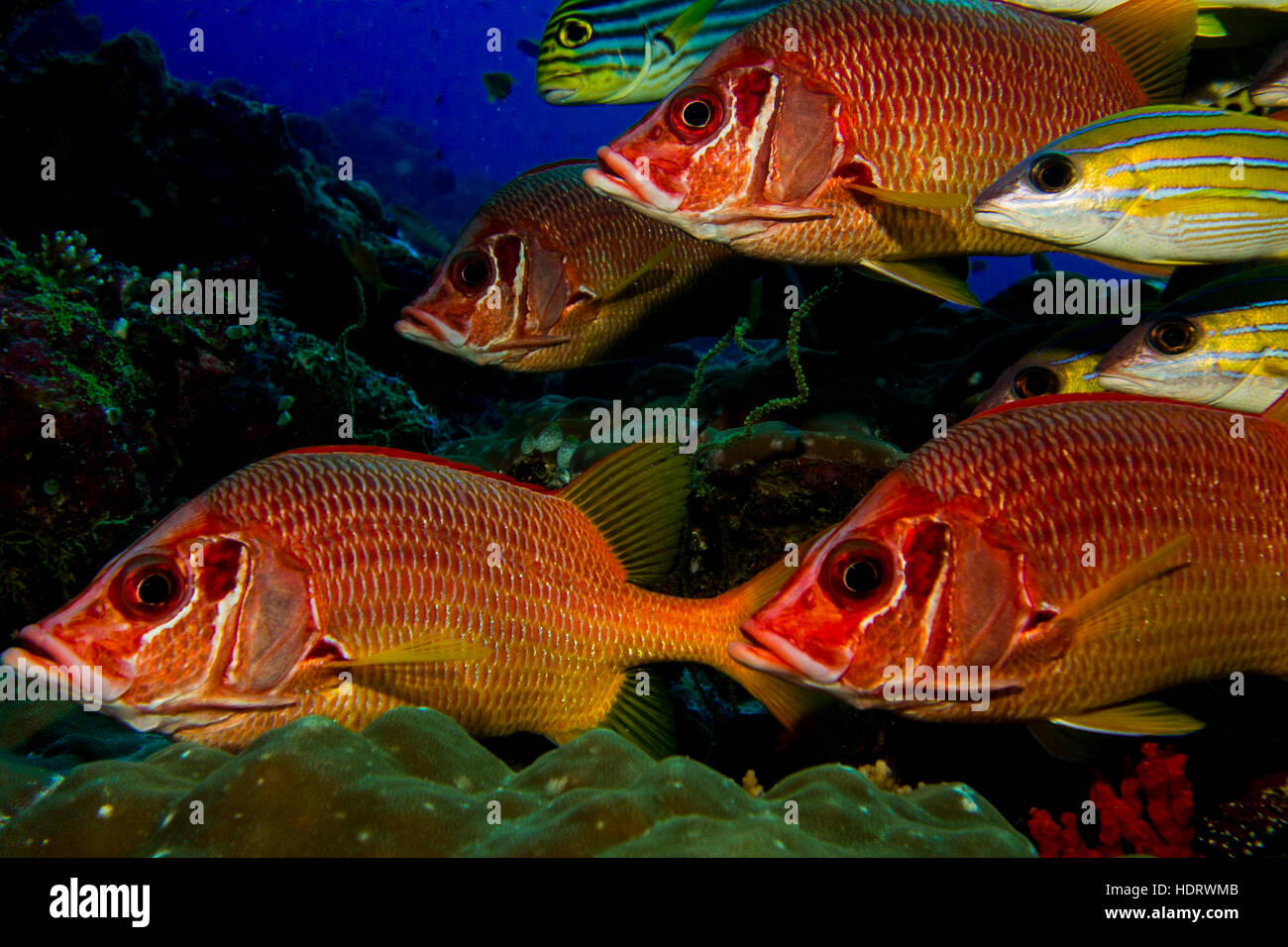 Underwater photography, school of colorful fish in Maldives, Indian ...