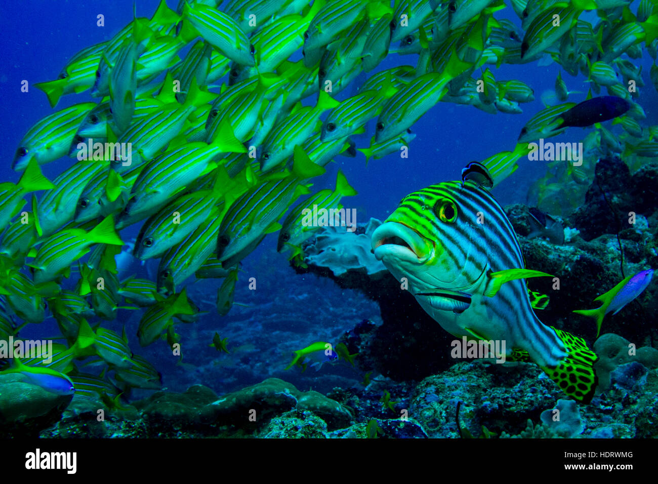 Underwater photography, school of colorful fish in Maldives, Indian ...