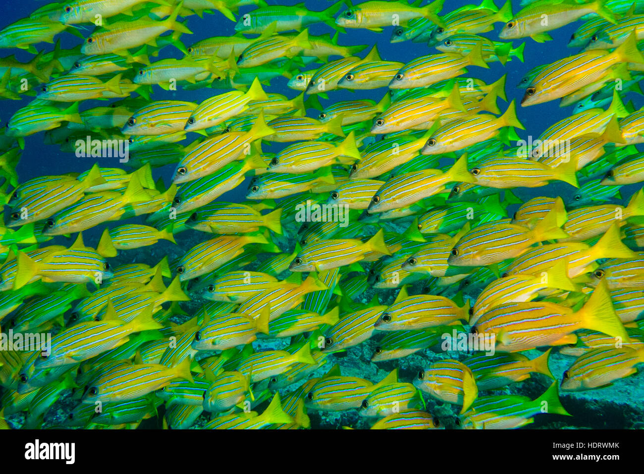Underwater photography, school of colorful fish in Maldives, Indian ...
