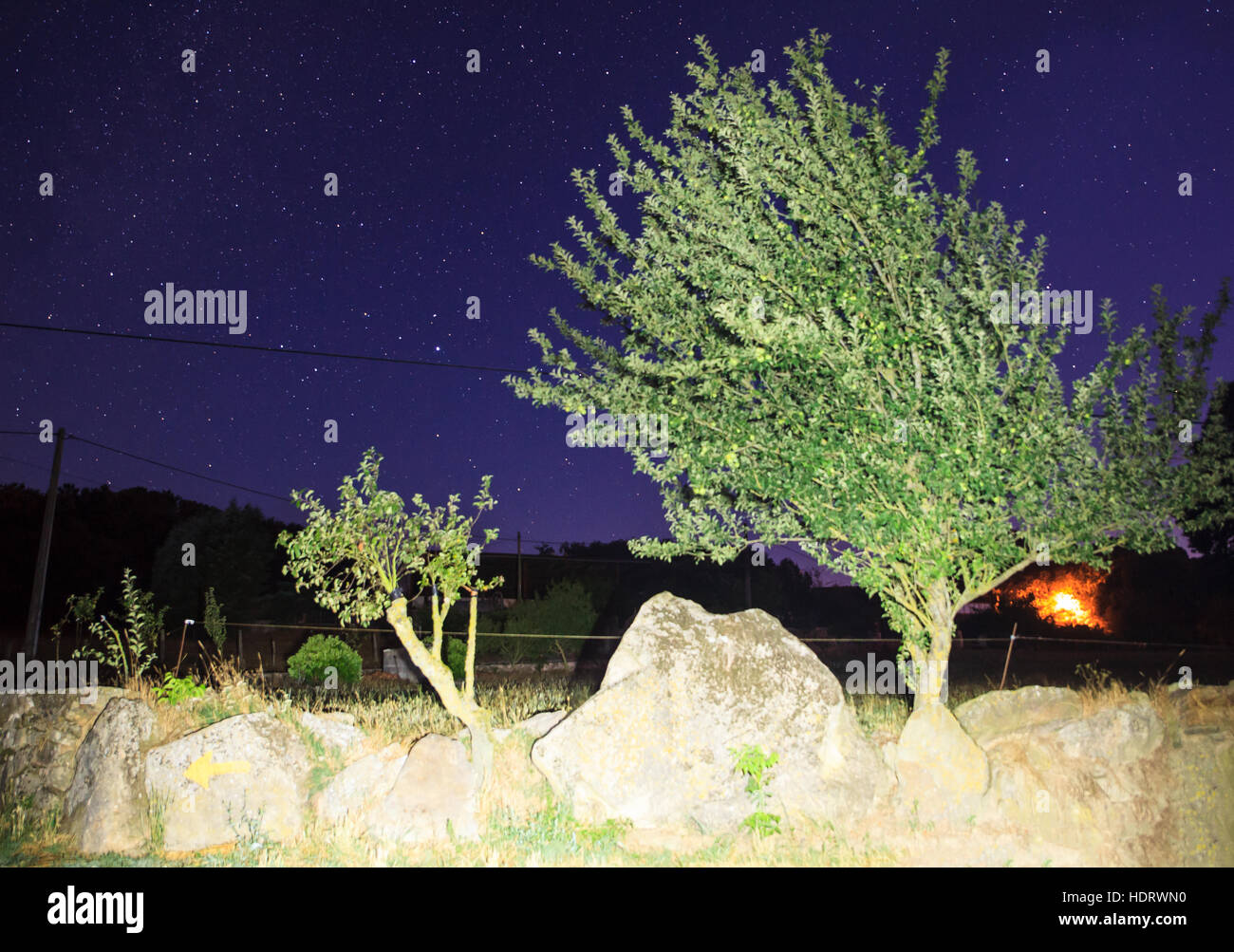 Night view of trees on stellar sky Stock Photo - Alamy