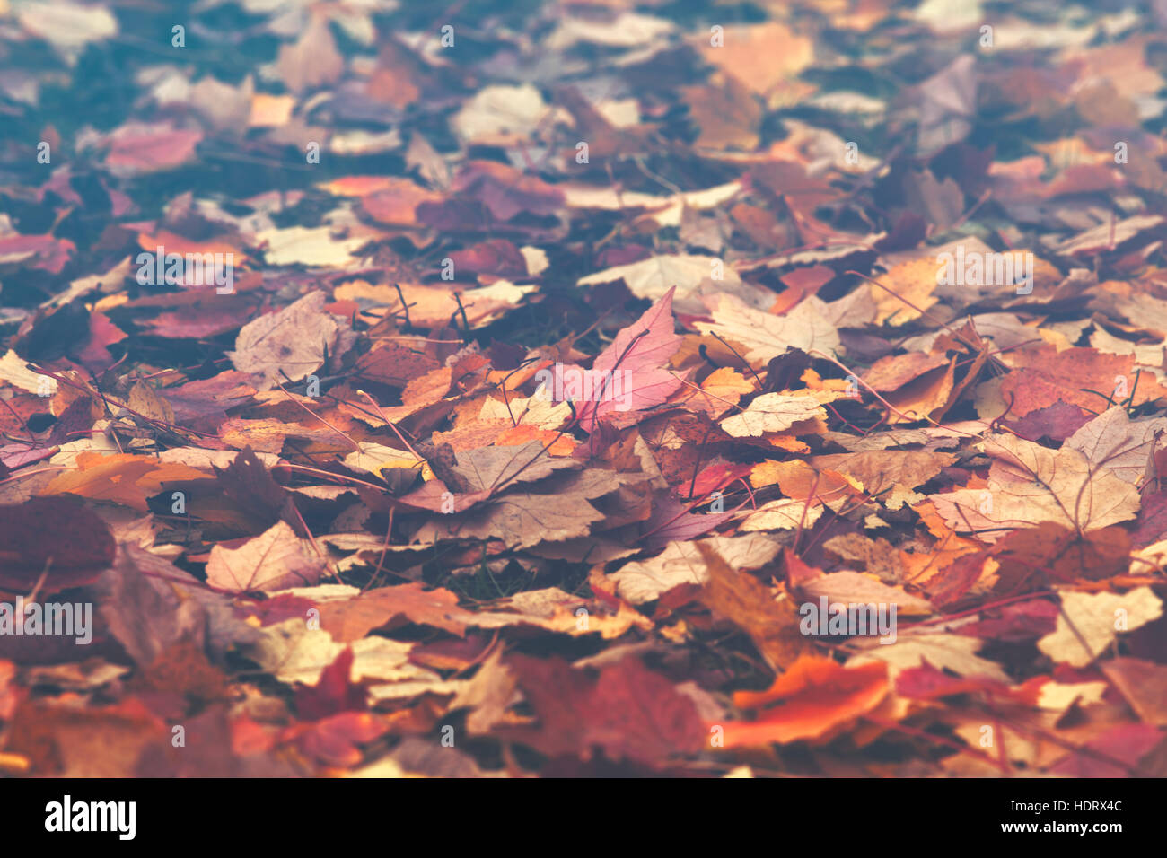 Layers of Fallen Maple Tree Leaves, Colorful Autumnal Background Stock ...