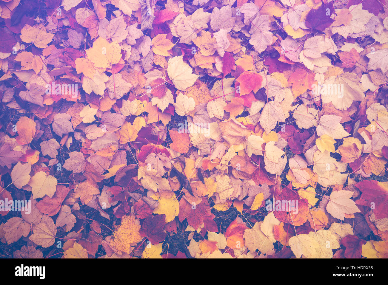 Fallen Maple Tree Leaves Stock Photo - Alamy