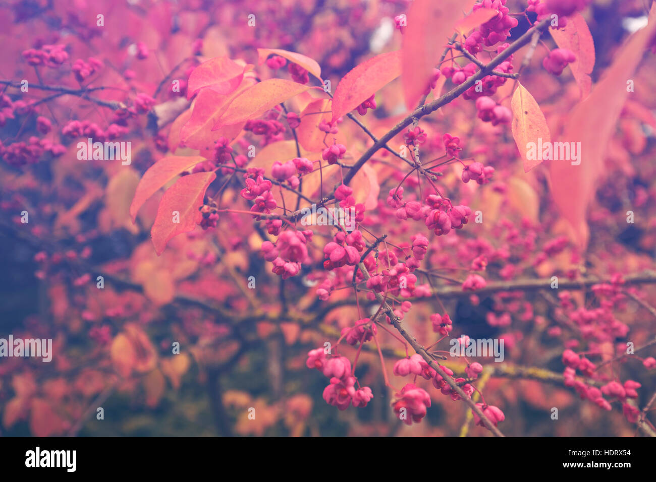 Pink fruits hi-res stock photography and images - Alamy