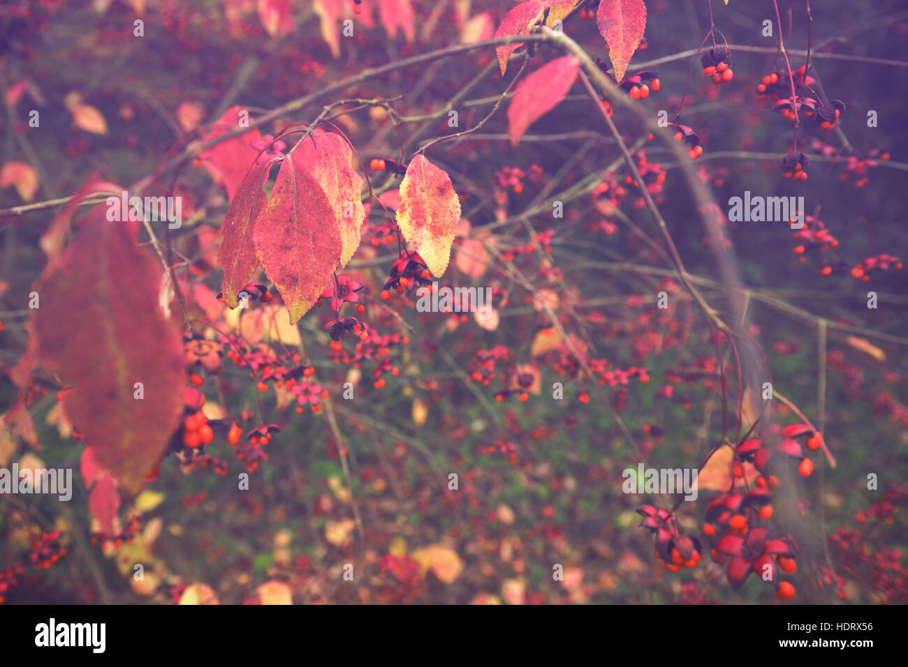 Red Leaves and Seeds of Spindle Tree Stock Photo - Alamy