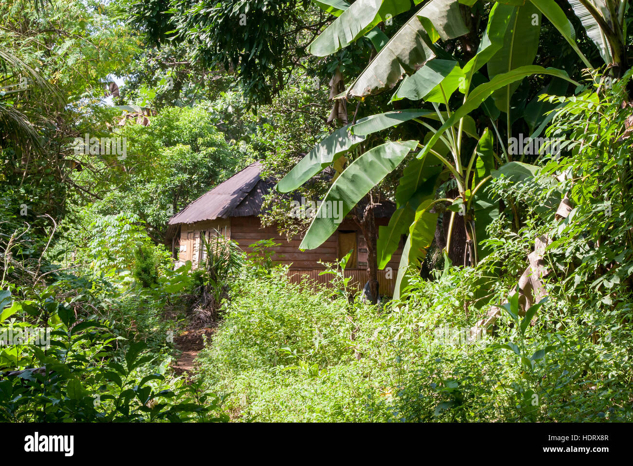 Banana tree near hut on Banana Island Stock Photo - Alamy