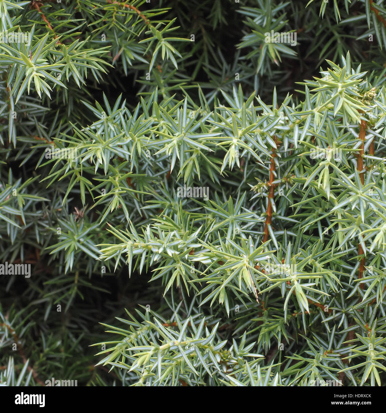 Leaves of juniperus communis hi-res stock photography and images - Alamy