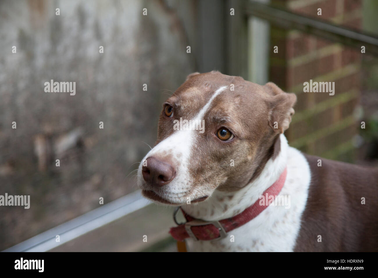 Bird dog waiting to go inside Stock Photo - Alamy