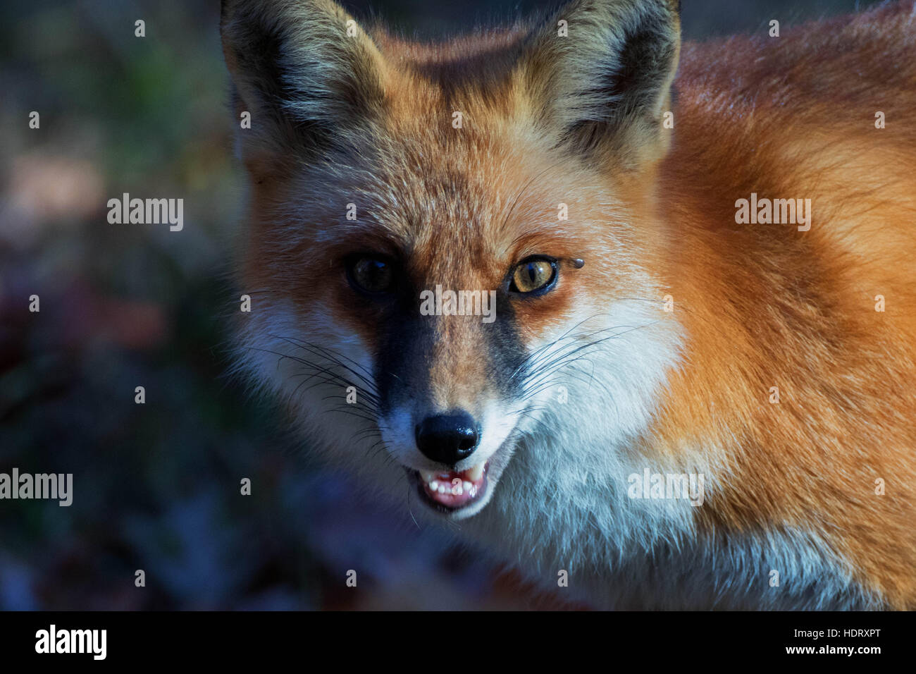 Portrait of Cody the Red Fox Stock Photo - Alamy