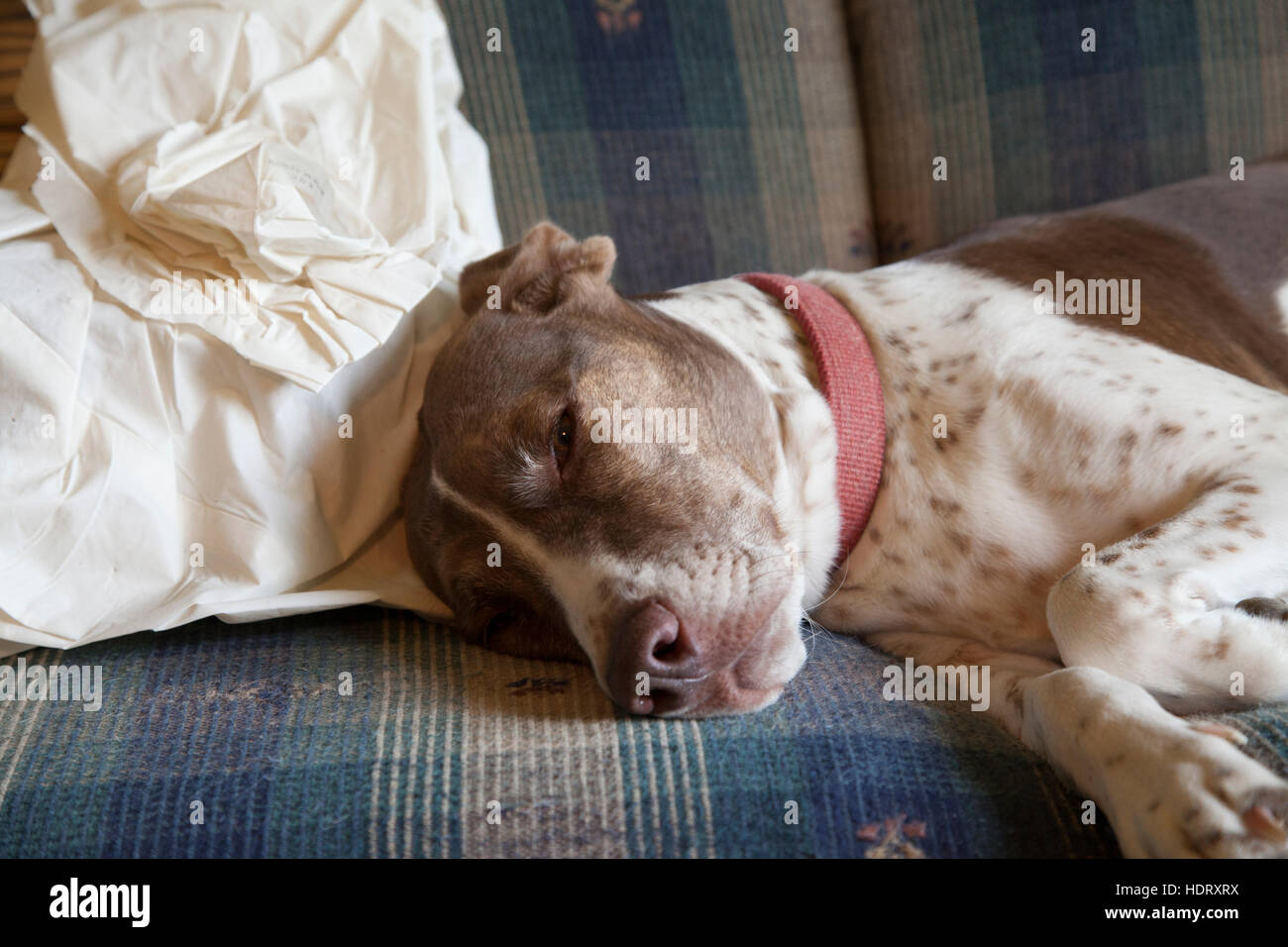 Bird dog resting indoors on couch Stock Photo - Alamy