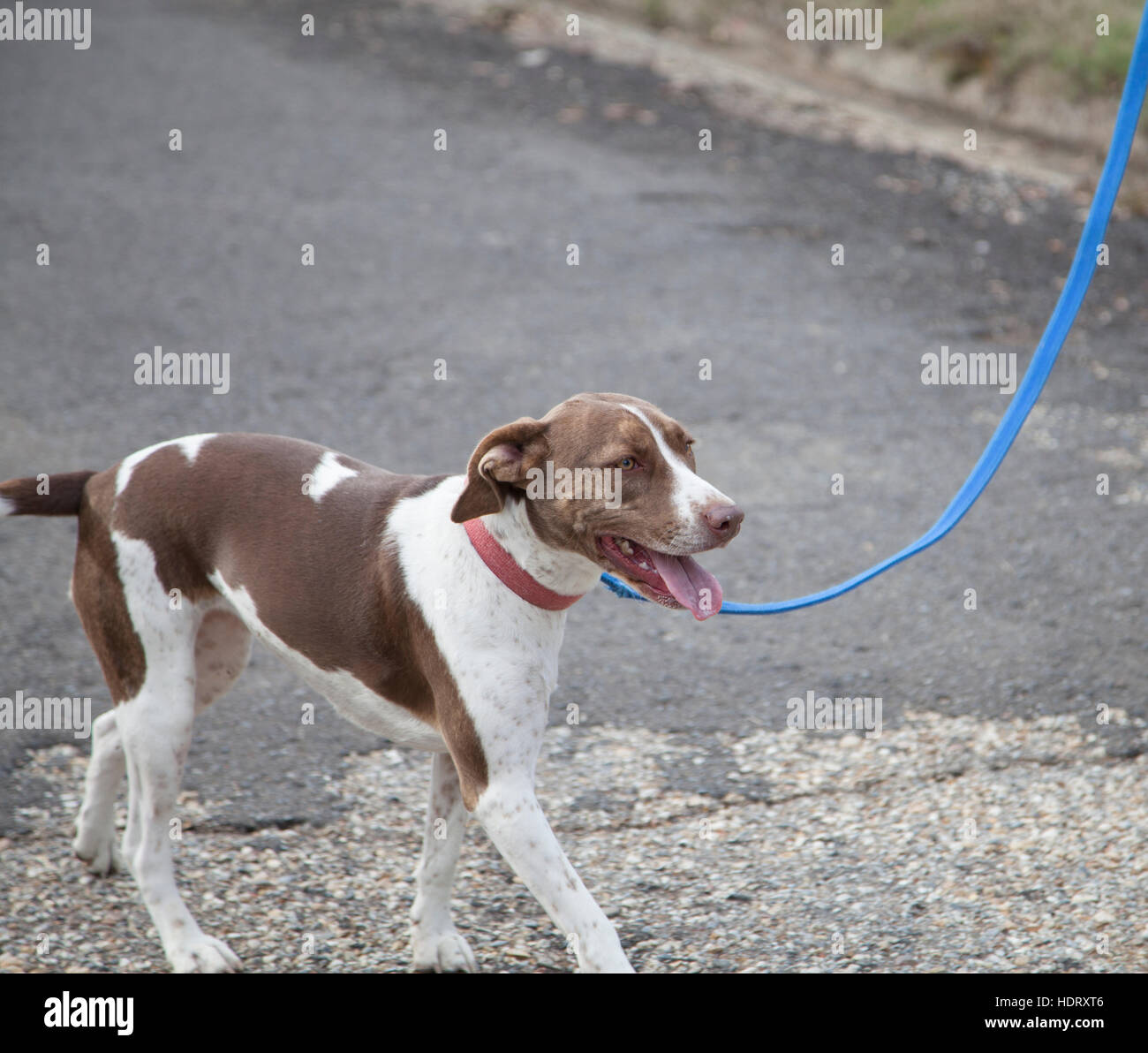 Dog Walking on a Leash Outdoors Stock Photo - Alamy