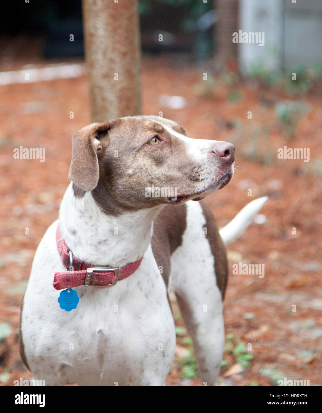 Bird dog outside, looking at the sky Stock Photo - Alamy