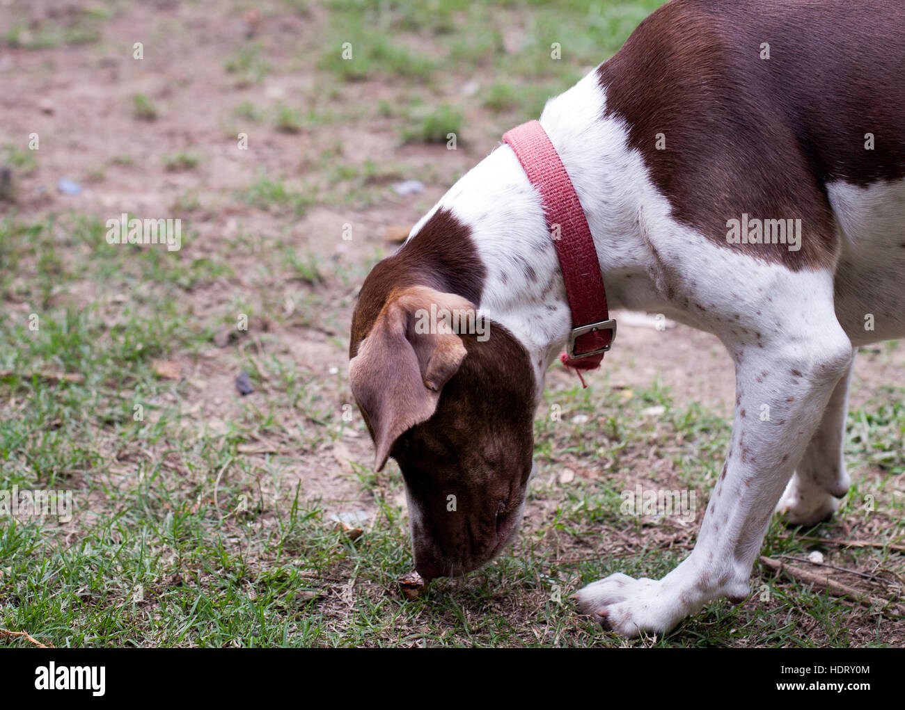Bird dog enjoying the outdoors Stock Photo - Alamy