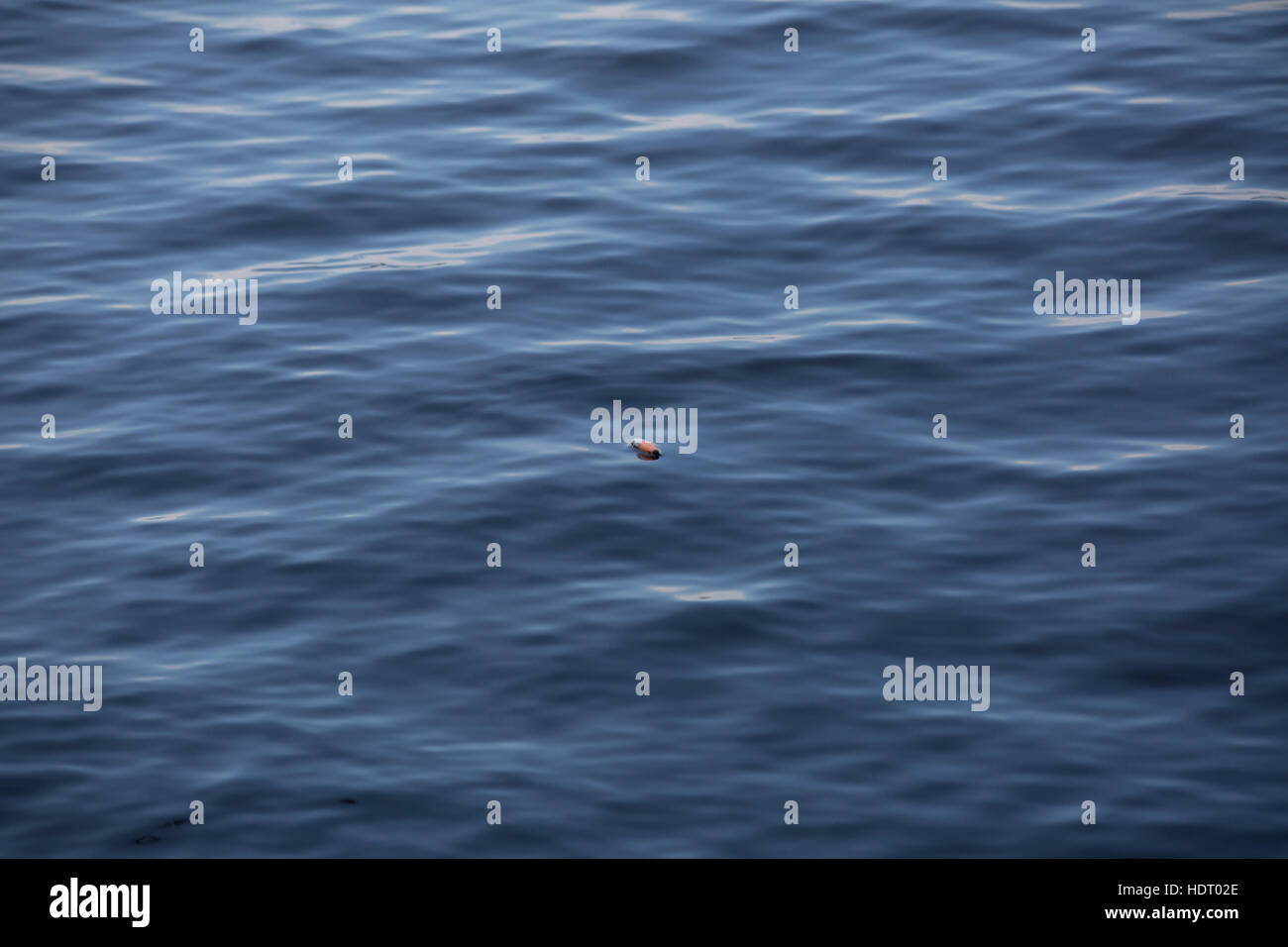 Fishing bobber floating in lake Stock Photo - Alamy