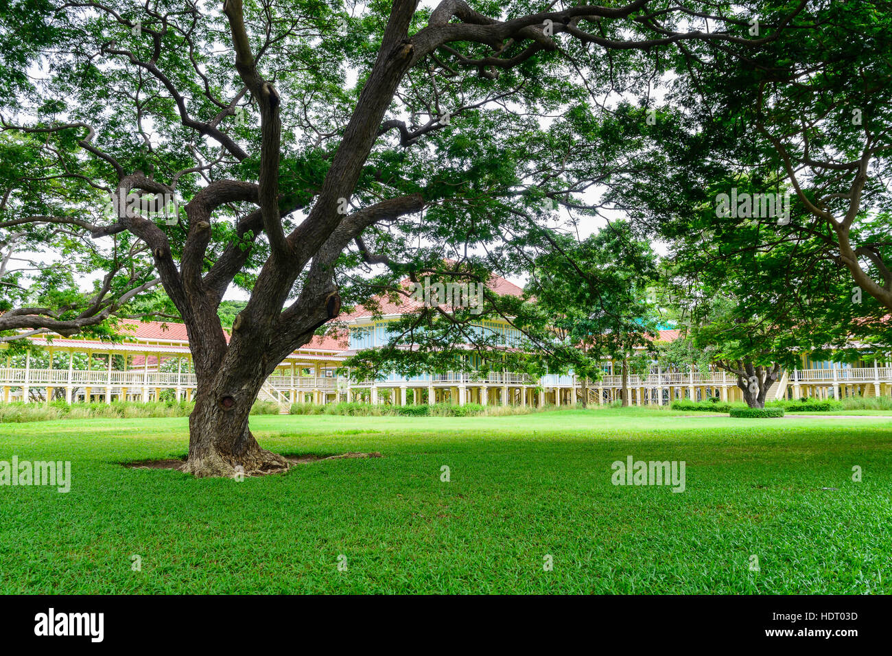 Big tree in the park Stock Photo - Alamy