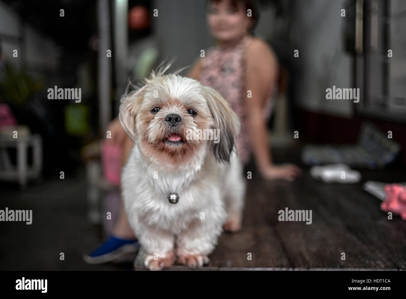 Shih Tzu Chinese dog Stock Photo - Alamy