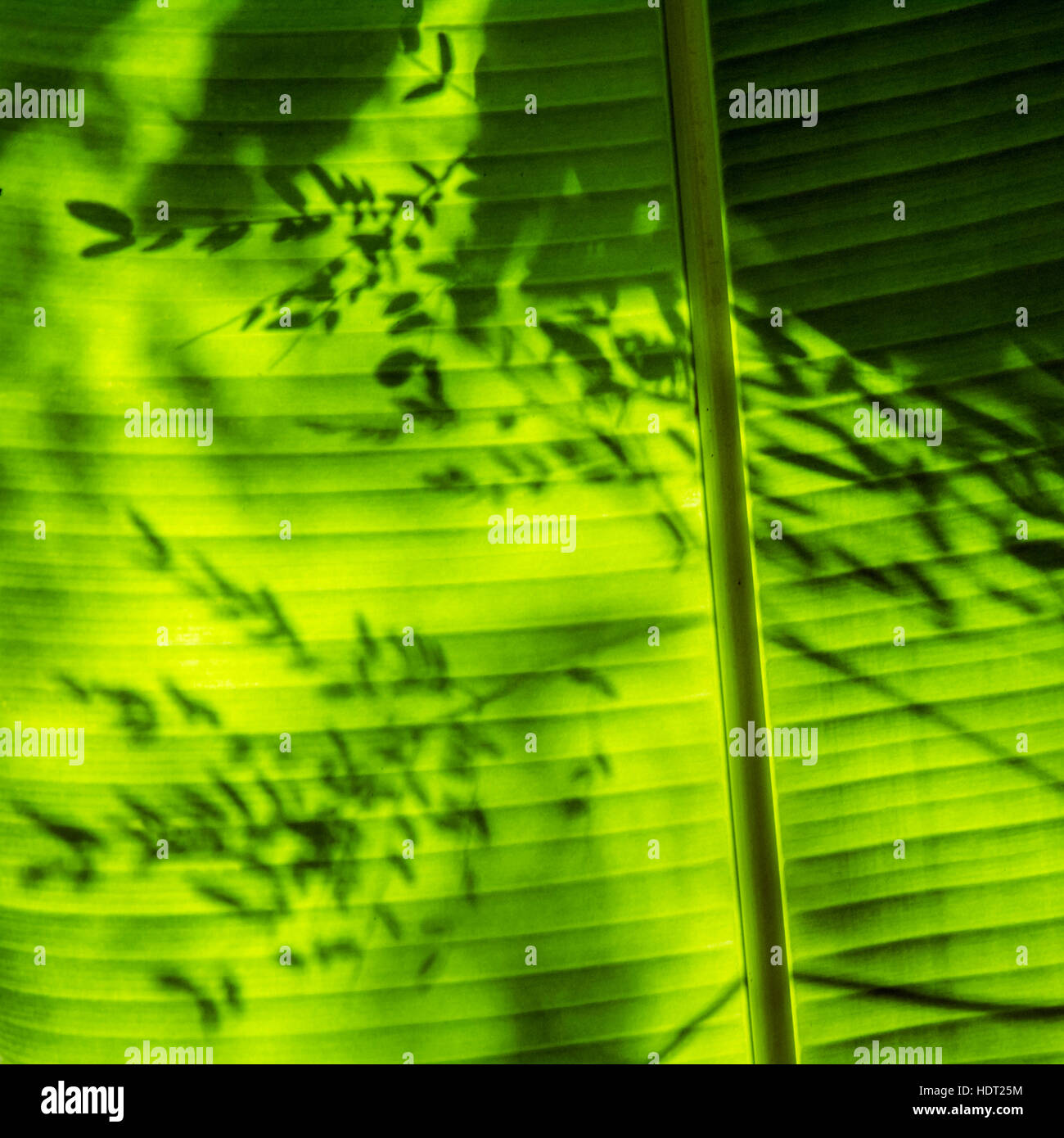 Leave shadows hi-res stock photography and images - Alamy