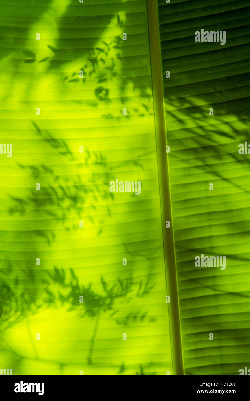 Shadows in banana leave for natural background Stock Photo - Alamy