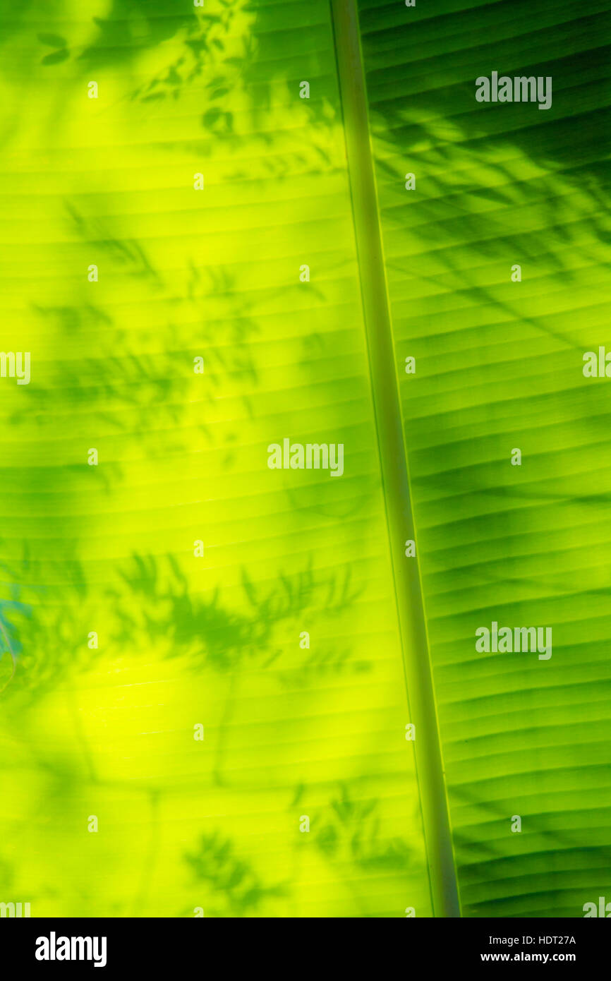 Shadows in banana leave for natural background Stock Photo - Alamy