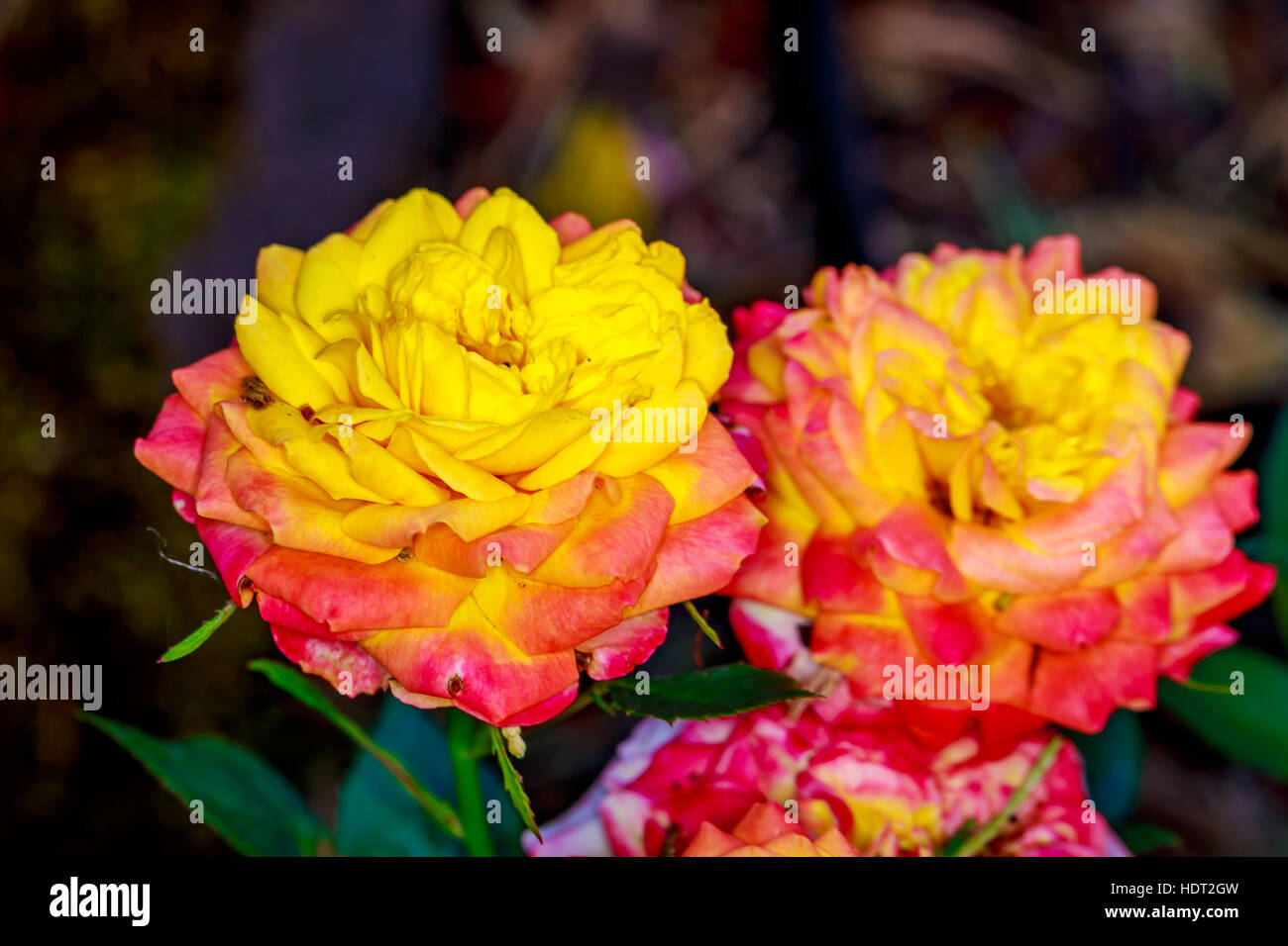 Rose test garden oregon hi-res stock photography and images - Alamy
