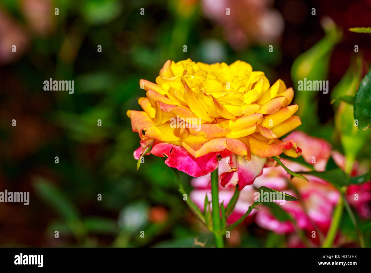Beautiful rose blooms in Washington Park, International Rose Test ...