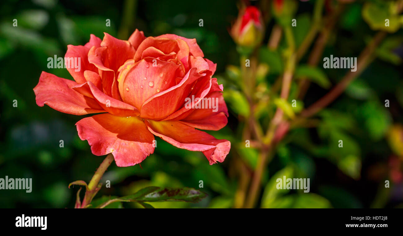 Beautiful rose blooms in Washington Park, International Rose Test ...