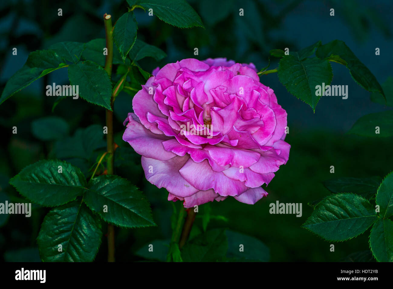 Rose test garden portland hi-res stock photography and images - Alamy