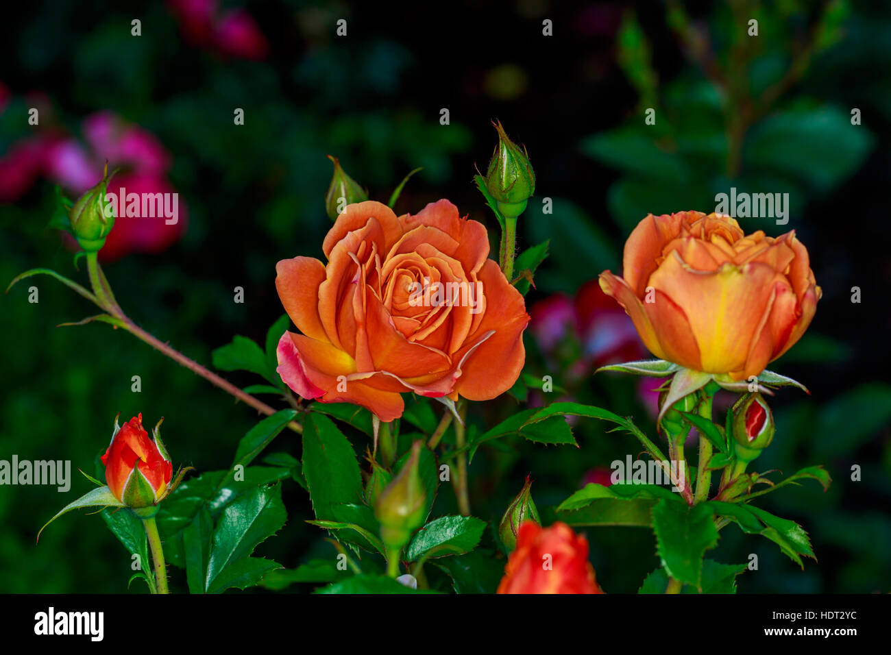 Portland rose test garden hi-res stock photography and images - Alamy