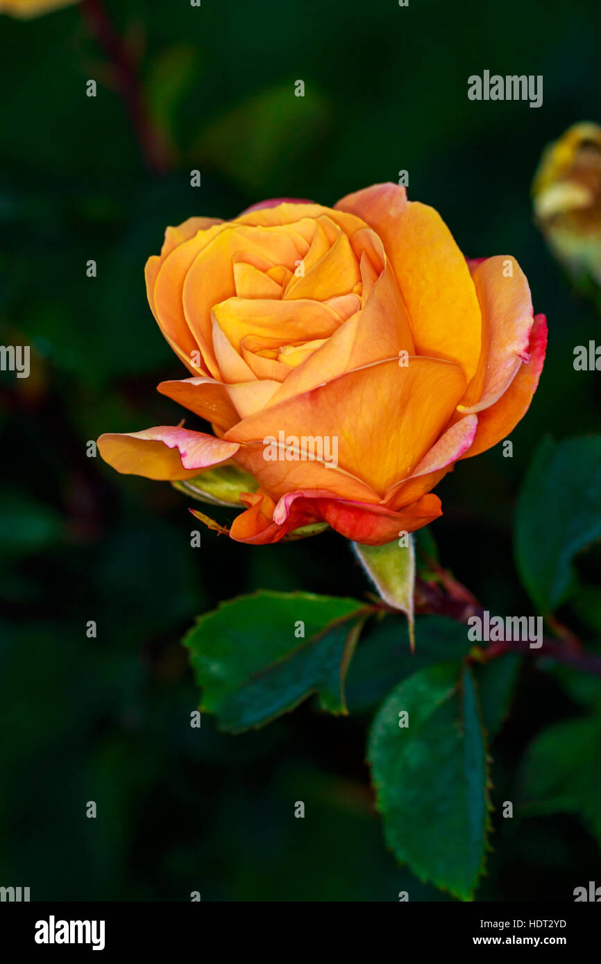 Portland rose test garden hi-res stock photography and images - Alamy