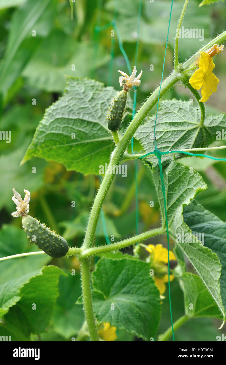 Cucumber growing closeup hi-res stock photography and images - Alamy