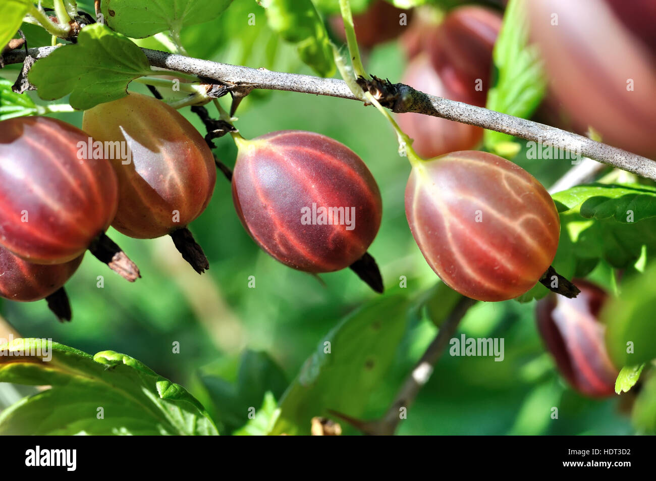 Close ripe fresh gooseberry berry hi-res stock photography and images ...