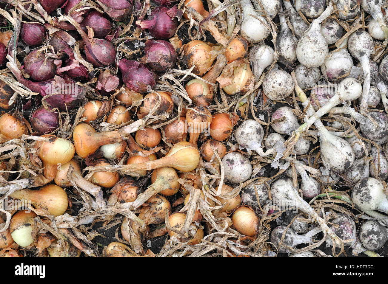freshly harvested assorted ripe onion bulbs Stock Photo - Alamy