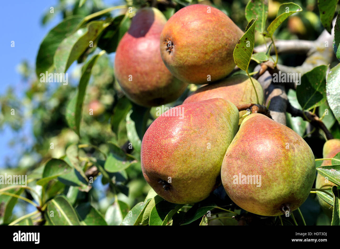 ripe pears on a tree Stock Photo - Alamy