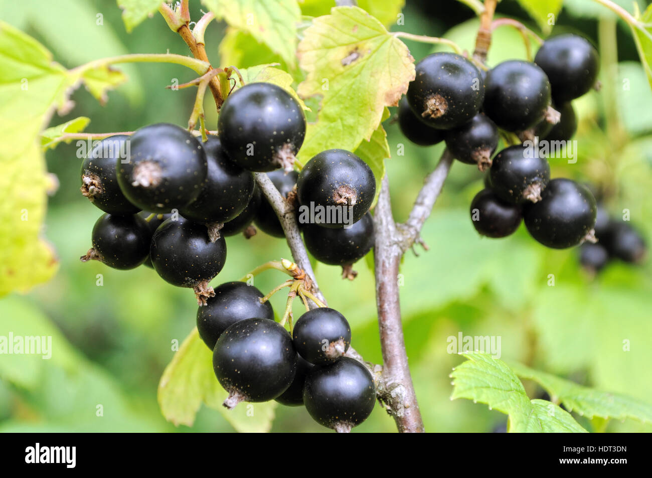 Black currant bunch hi-res stock photography and images - Alamy