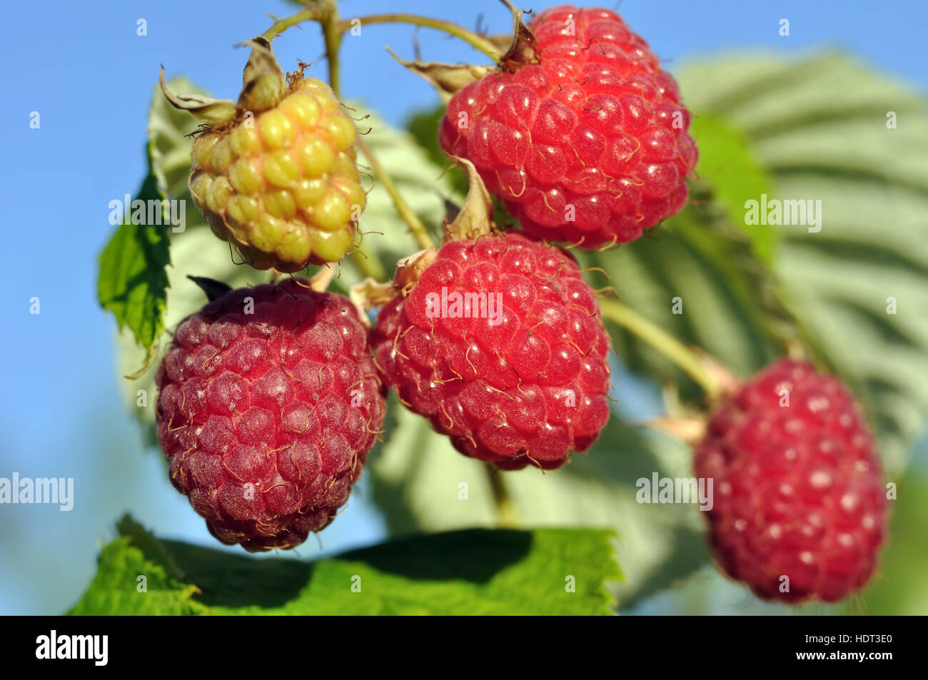 close-up of ripe raspberry Stock Photo - Alamy