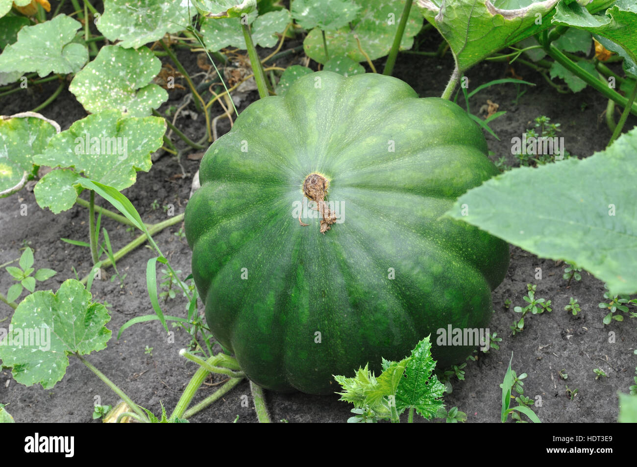An unripe pumpkin hi-res stock photography and images - Alamy