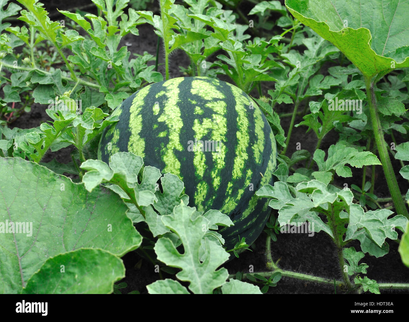 Watermelon Field Stock Photos & Watermelon Field Stock Images - Alamy